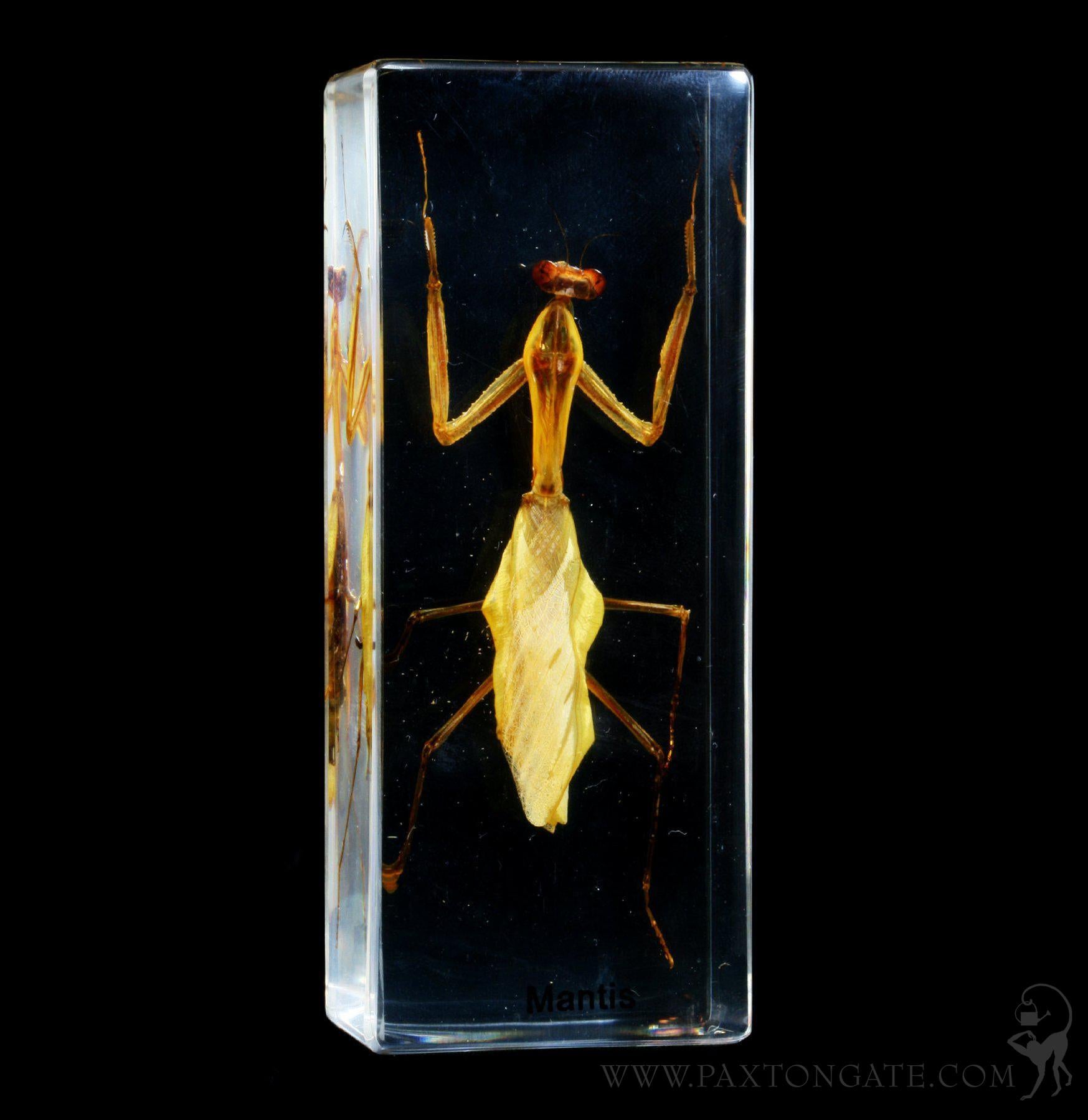 Praying Mantis in Acrylic – Paxton Gate