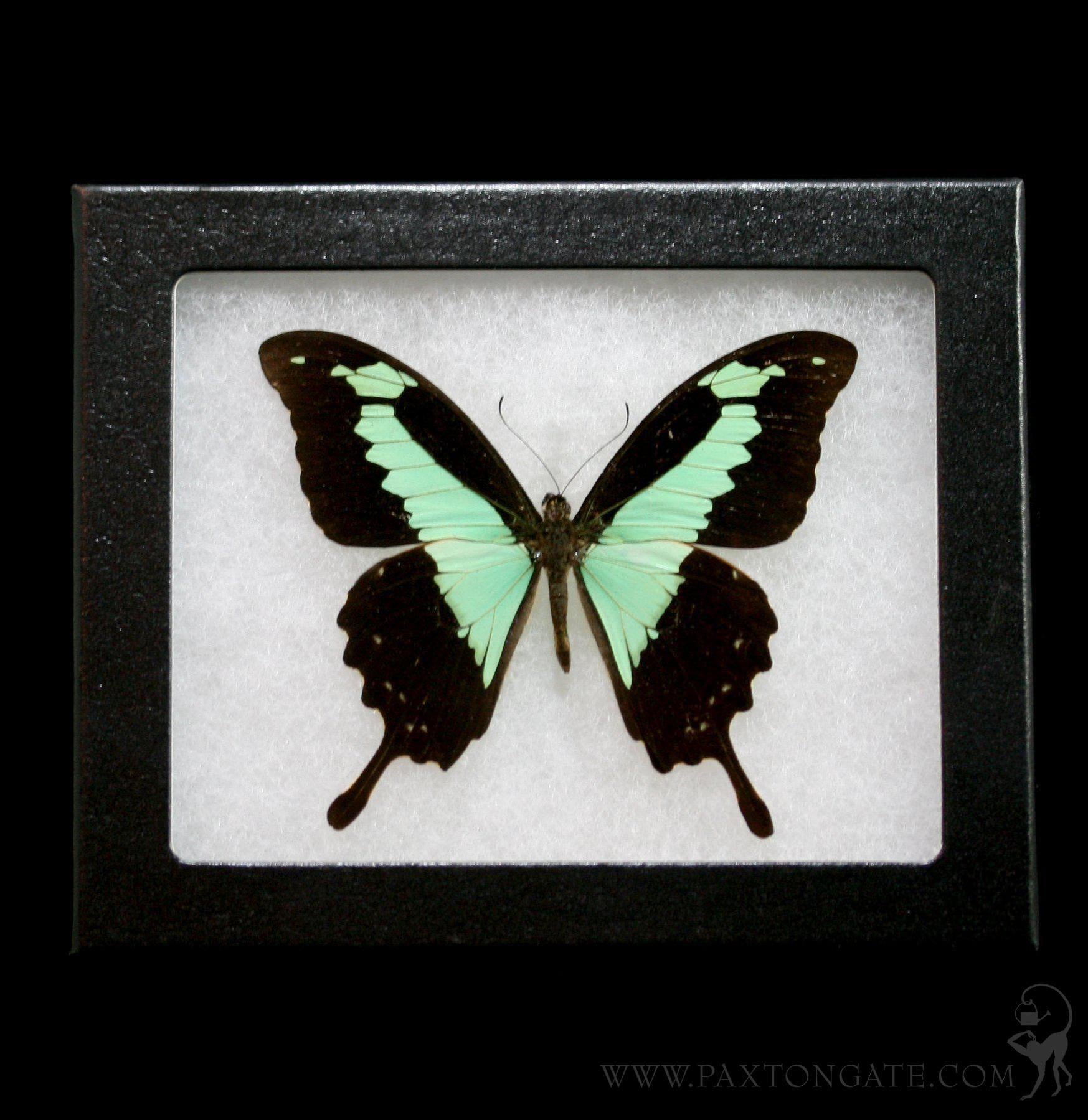 Riker Mounted Papilio Phorcas Butterfly – Paxton Gate