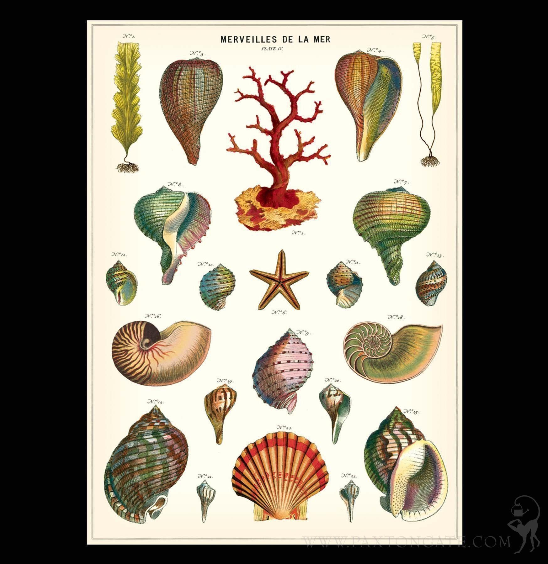 Shell Poster Wrap – Paxton Gate