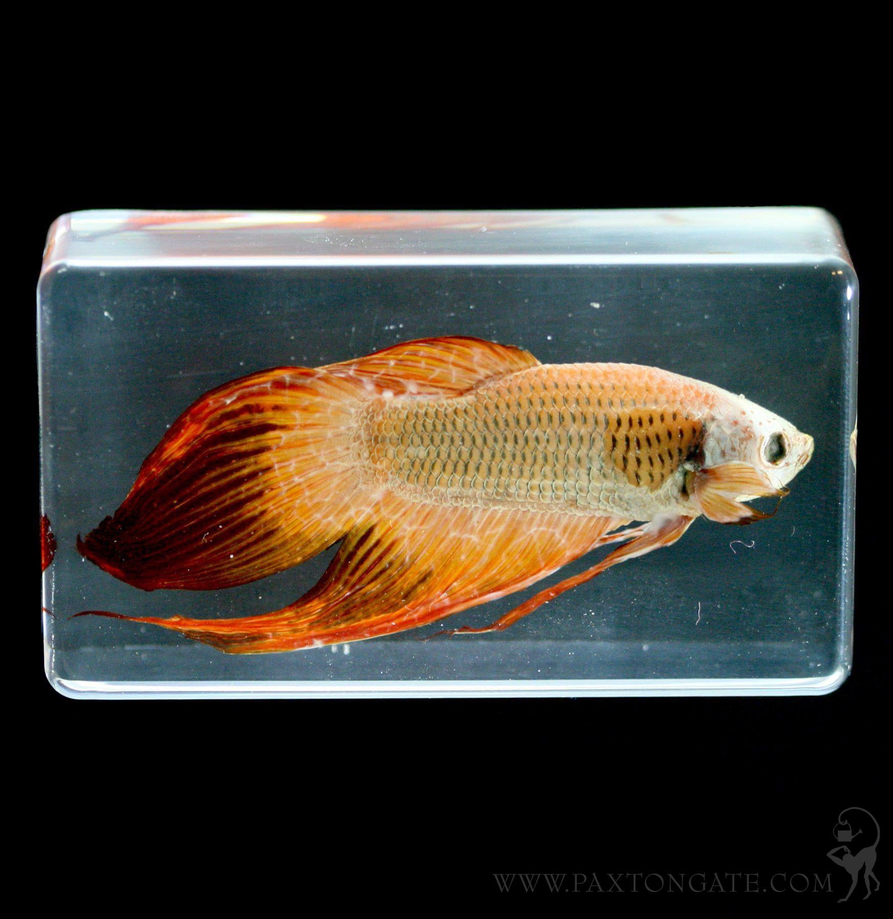 Siamese Fighting Fish In Acrylic – Paxton Gate