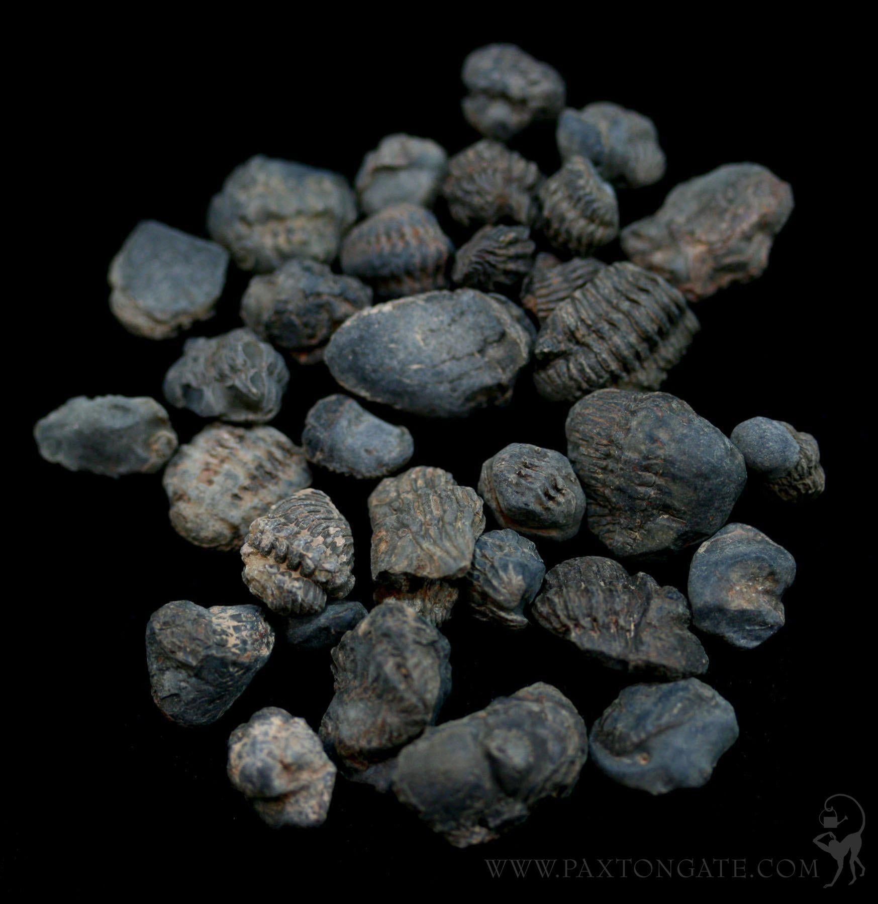 Small Phacops Trilobite Fossil – Paxton Gate