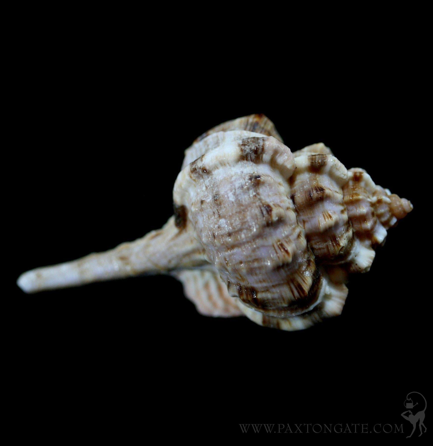 Snipe's Bill Murex – Paxton Gate