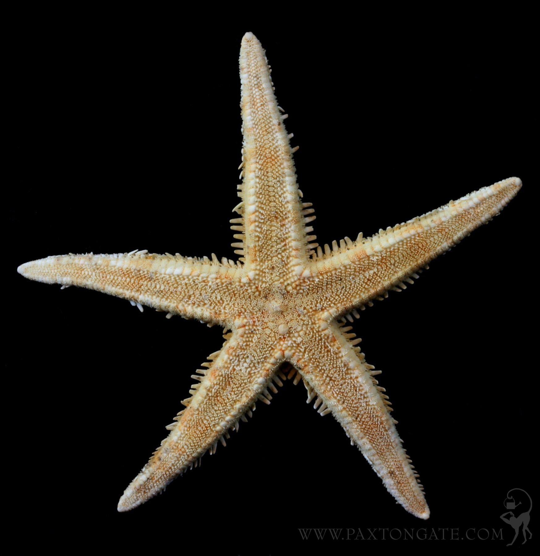 Spiny Starfish – Paxton Gate