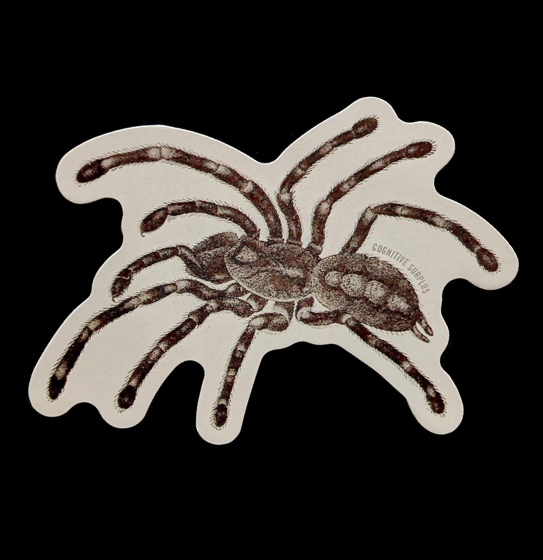 Tarantula Spider Sticker – Paxton Gate
