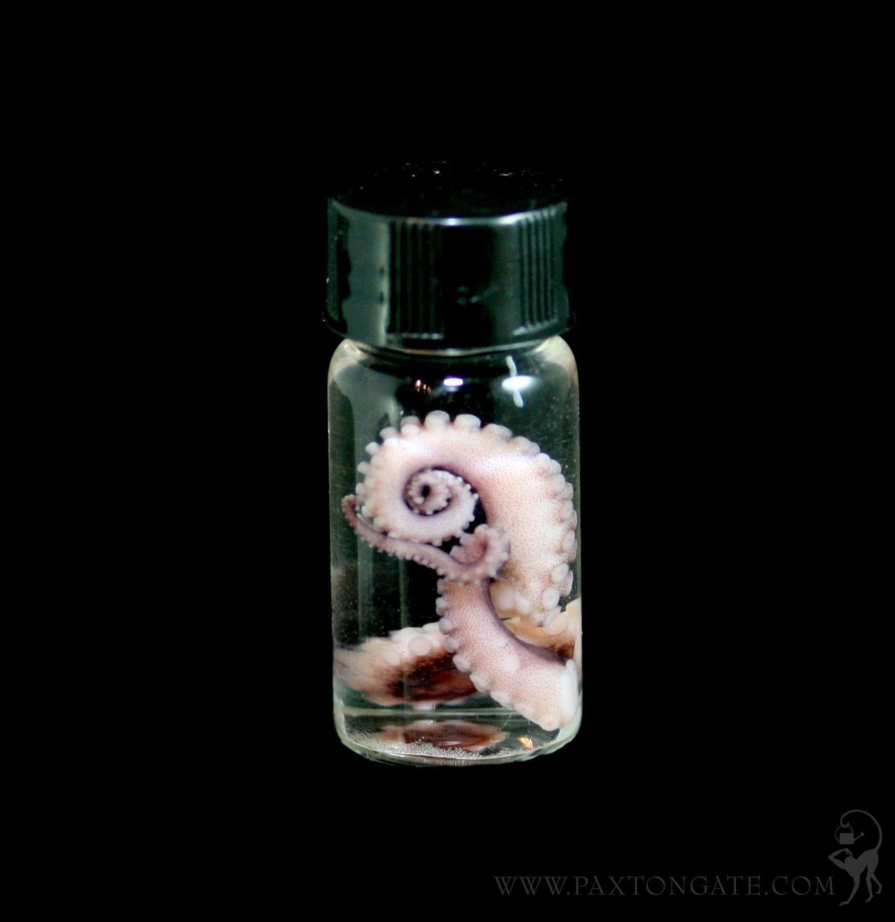Tentacle Wet Specimen – Paxton Gate
