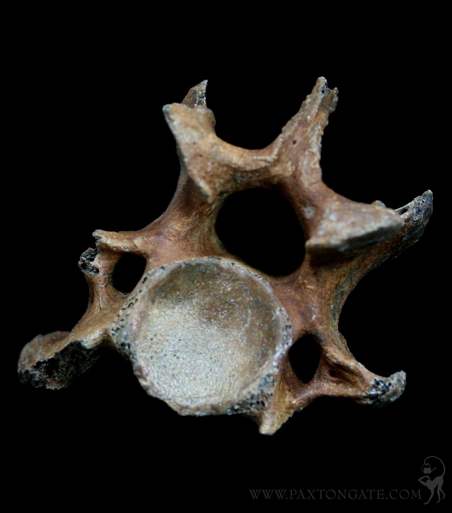 Various Pleistocene Fossilized Vertebrae – Paxton Gate