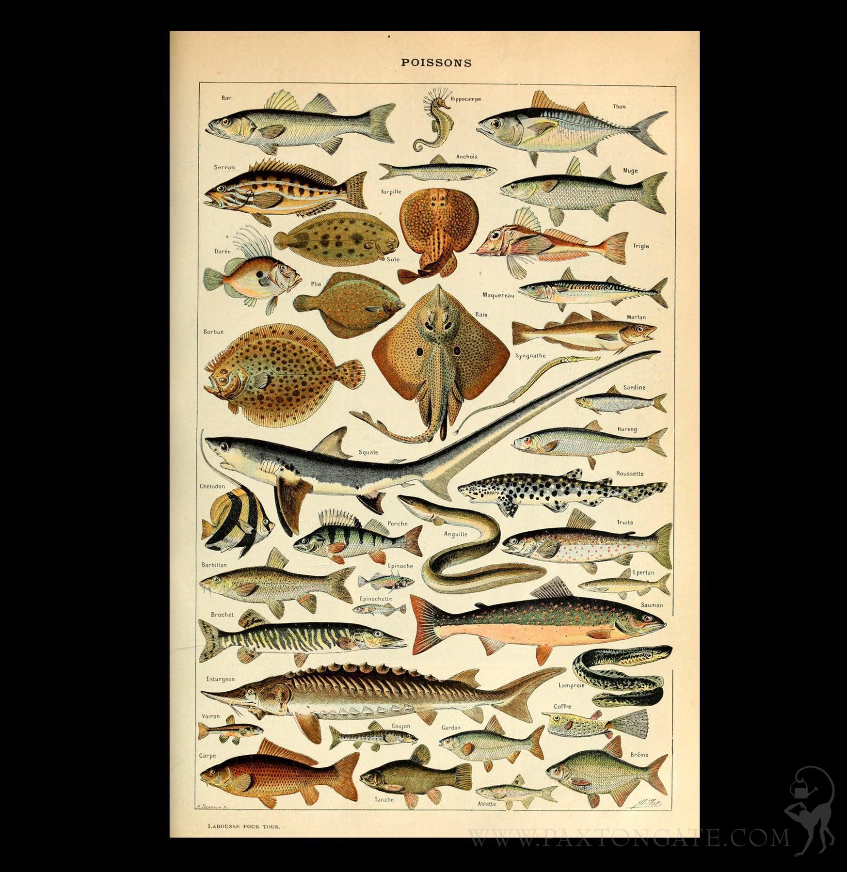 Vintage Millot Sea Life Fish Print – Paxton Gate