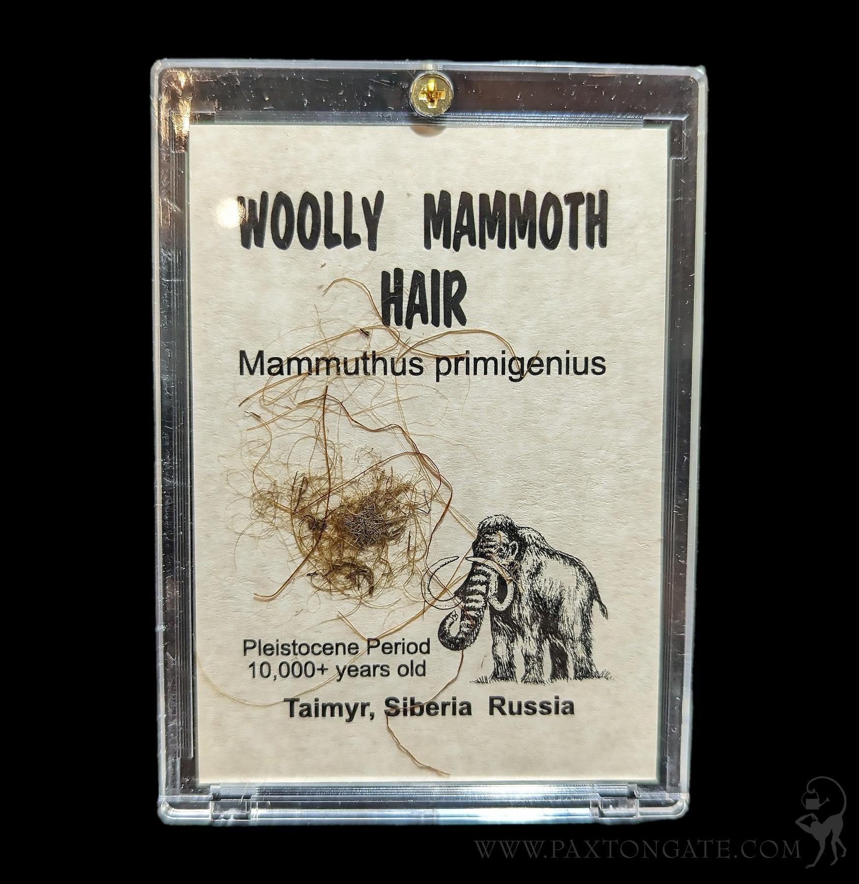 Woolly Mammoth Hair in Acrylic – Paxton Gate